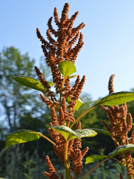 Amaranthe Golden Giant – Semences Nouveau Paysan