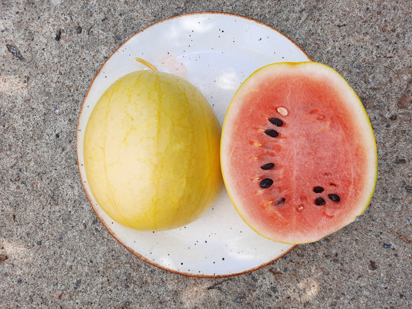 Melon d'Eau Golden Midget